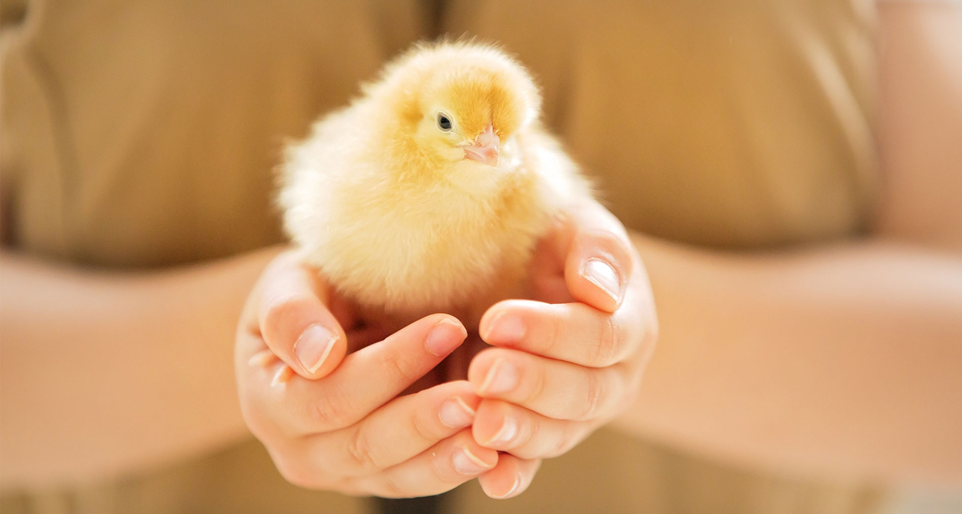 Dall’uovo al pulcino - Raggio di Sole - Mangimi, pet, tempo libero e ...