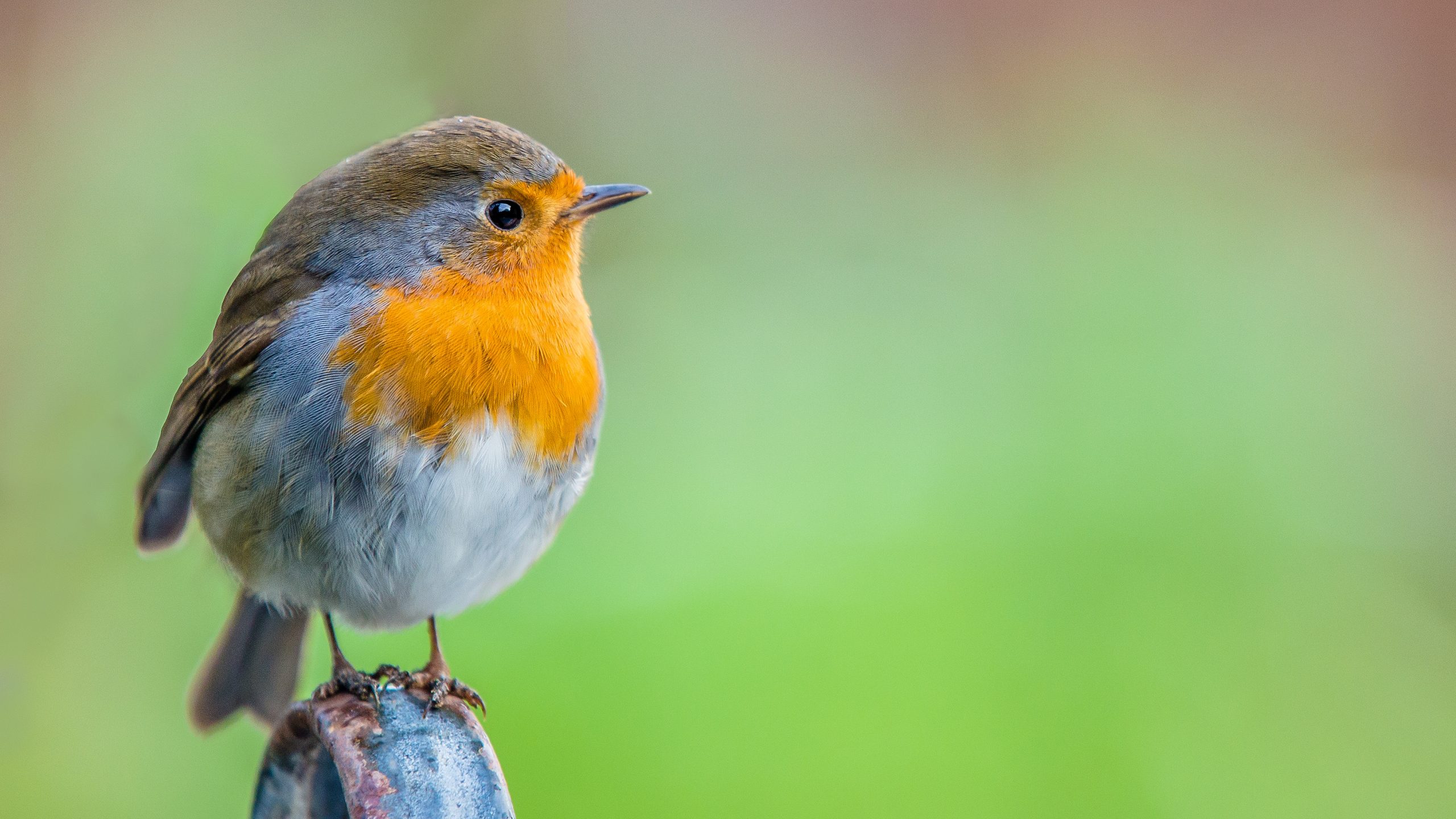 Qual è la migliore alimentazione per gli uccelli insettivori? - Raggio ...